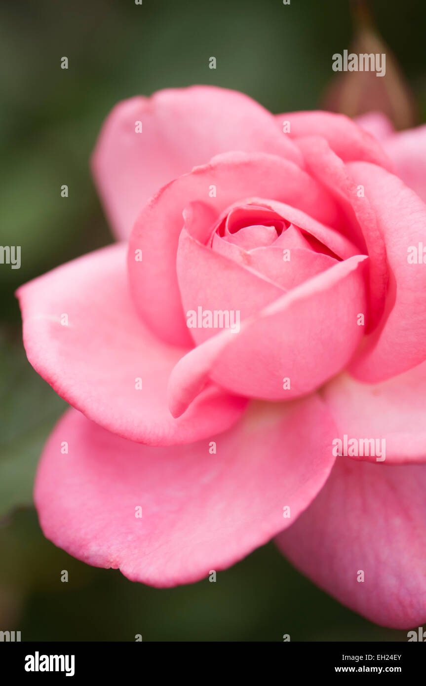 Pink hybrid tea rose, florists rose. Very disease resistant and ...