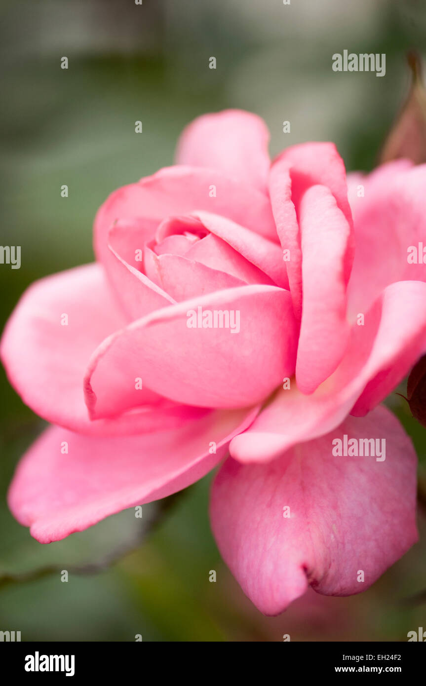 Pink hybrid tea rose, florists rose. Very disease resistant and ...