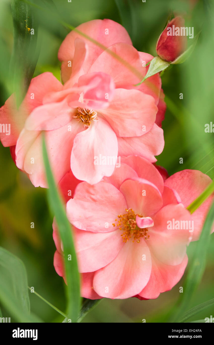 Orange-pink shrub rose Lady Elsie May Stock Photo - Alamy
