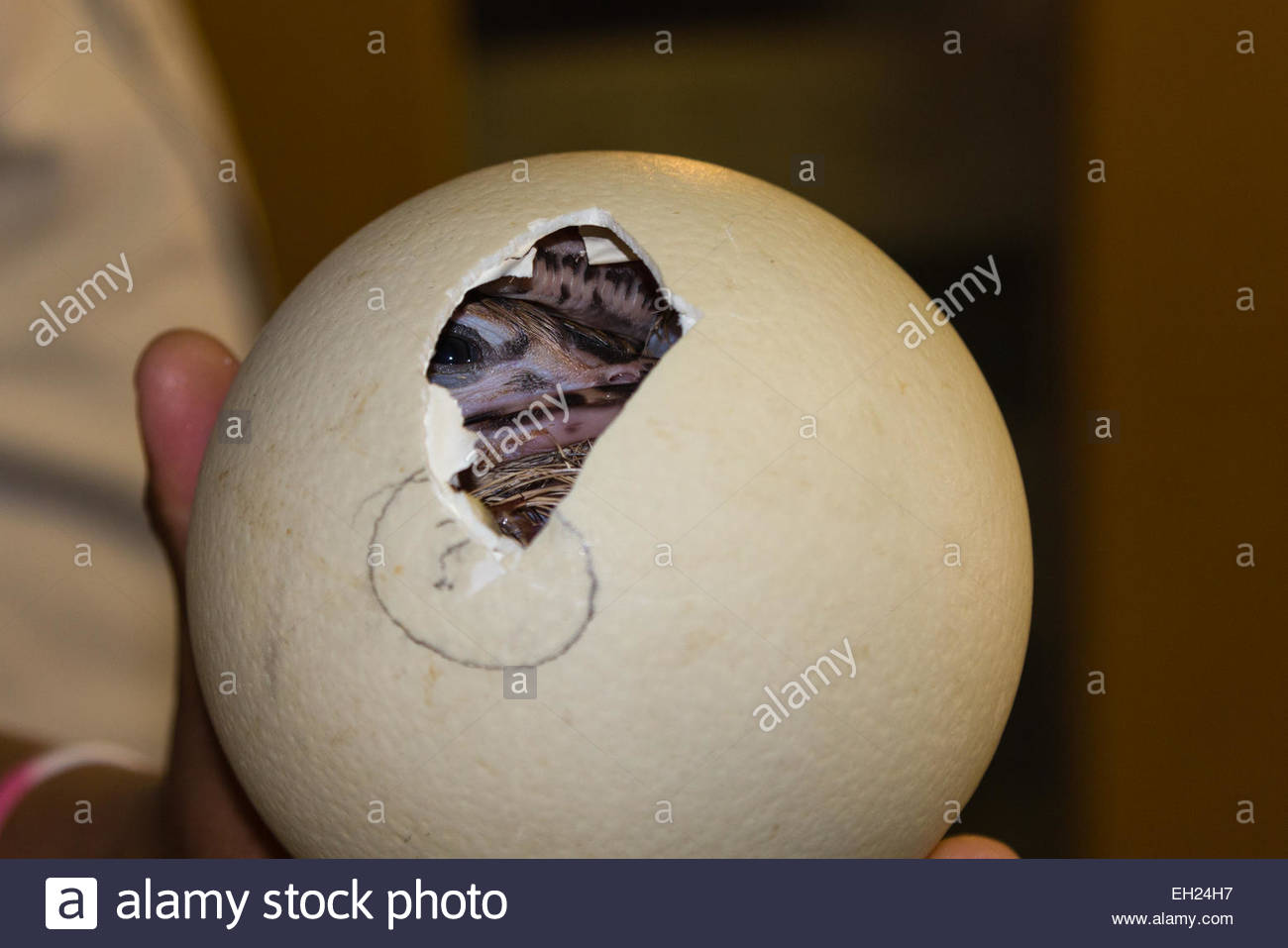 Ostrich Chick Hatching Stock Photos & Ostrich Chick Hatching Stock ...