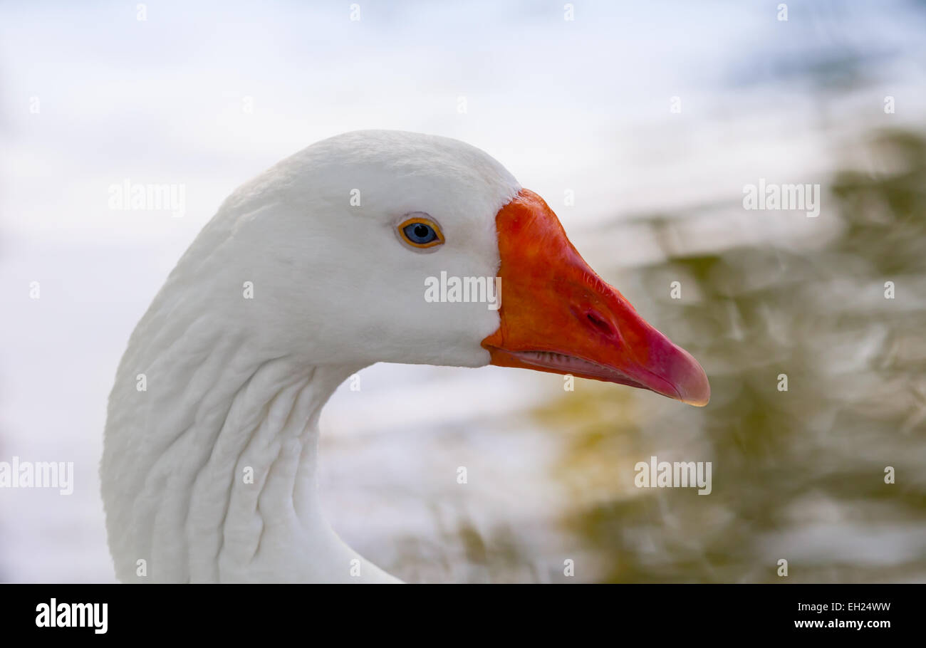 White goose close up profile portrait Stock Photo - Alamy