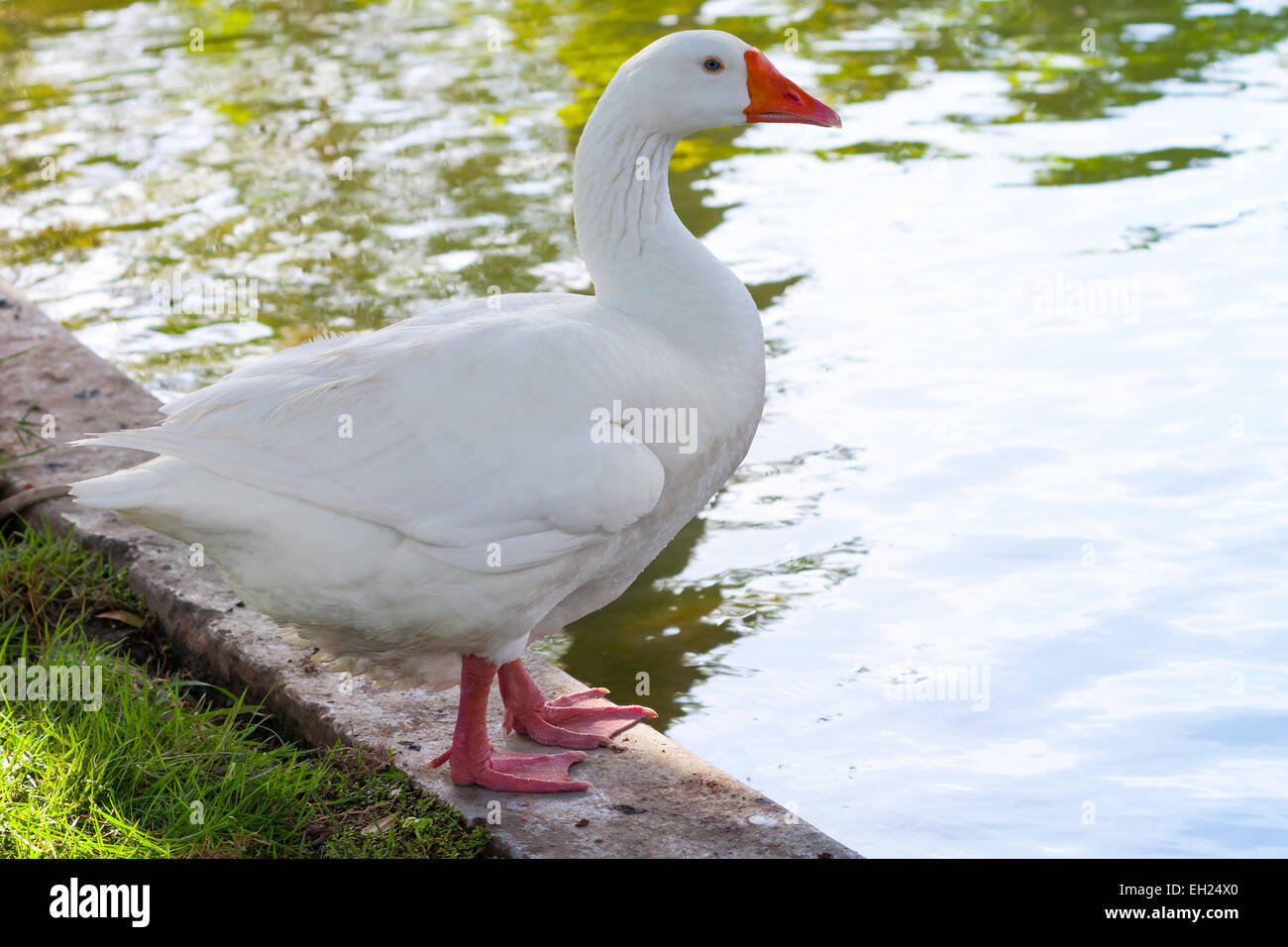 White goose hi-res stock photography and images - Alamy