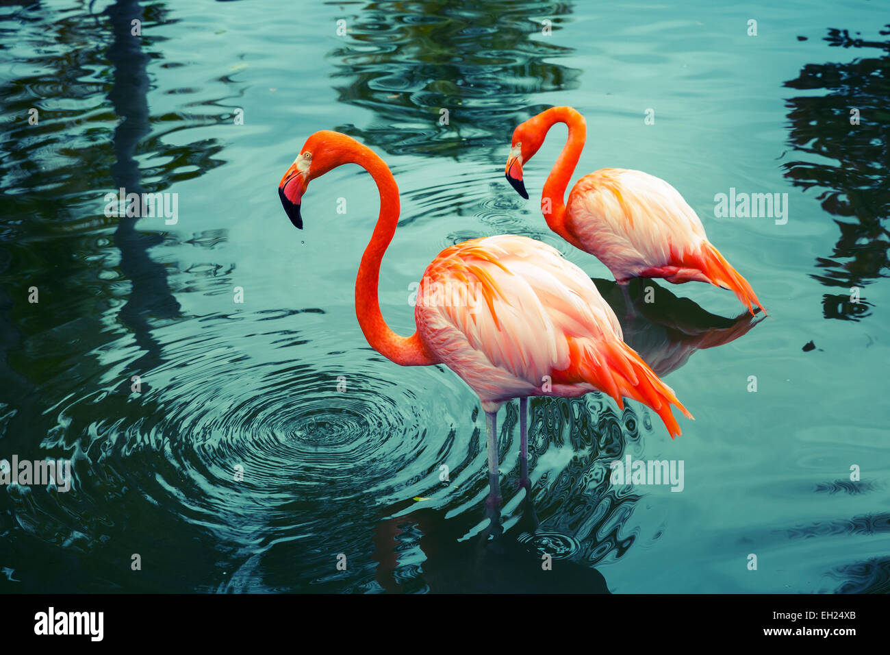 Two pink flamingos walking in the water with reflections. Vintage ...