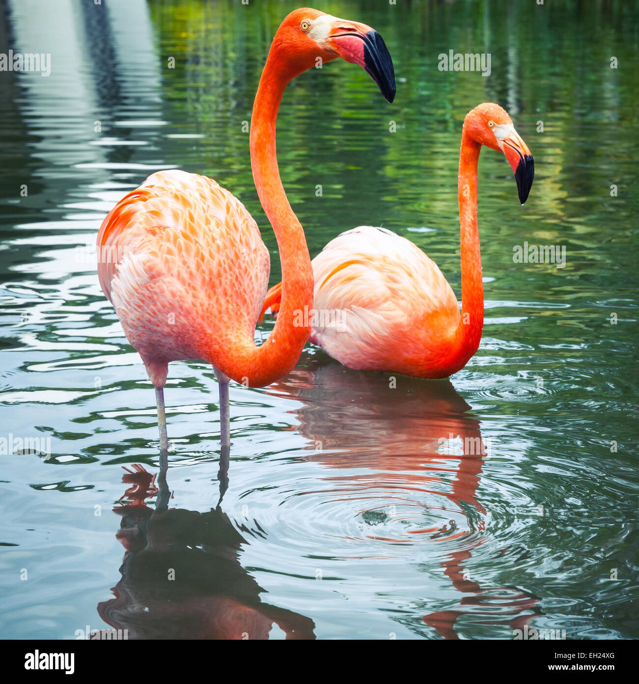 Two Flamingos High Resolution Stock Photography and Images - Alamy