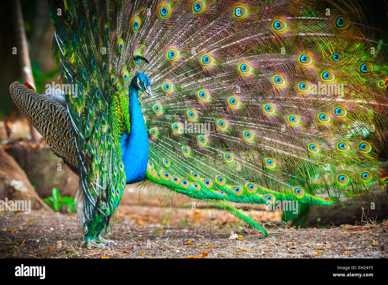 Wild peacock in tropical forest with feathers out Stock Photo - Alamy