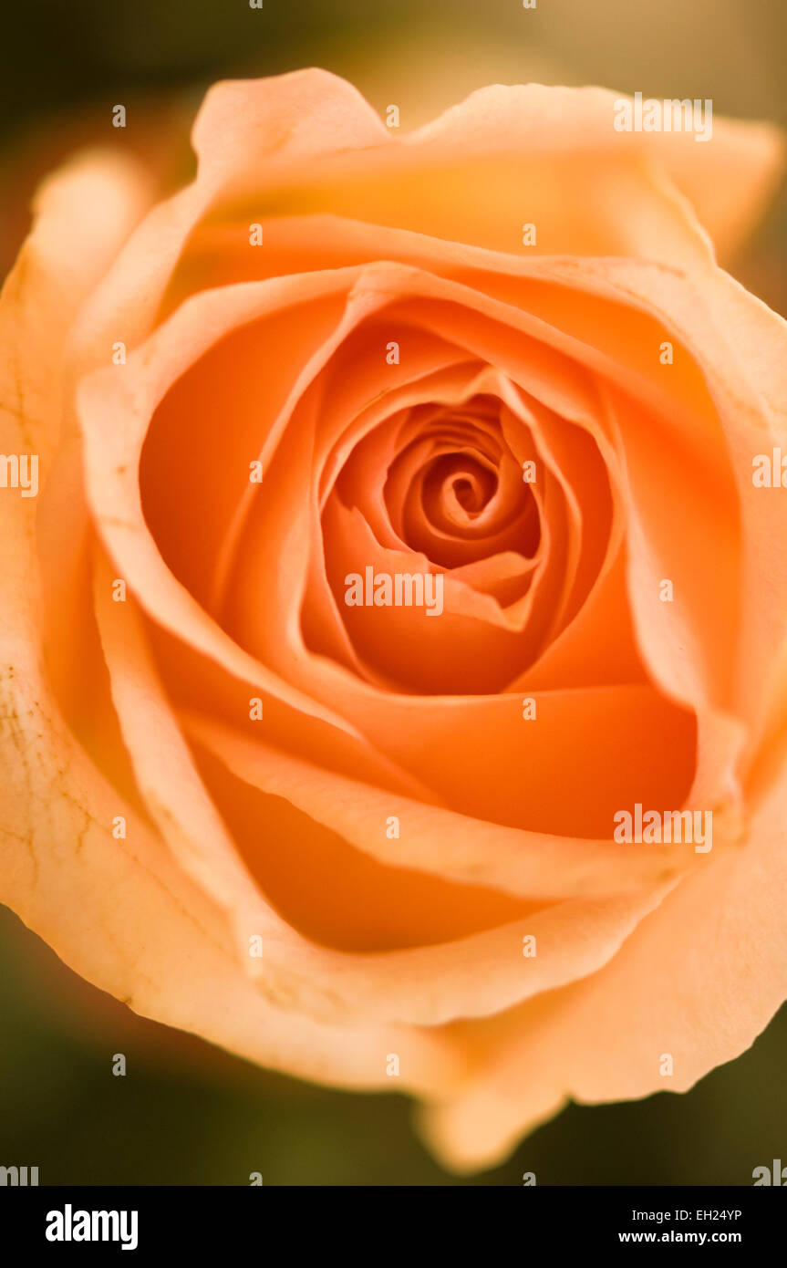 Peach hybrid tea rose flower unfolding Stock Photo - Alamy