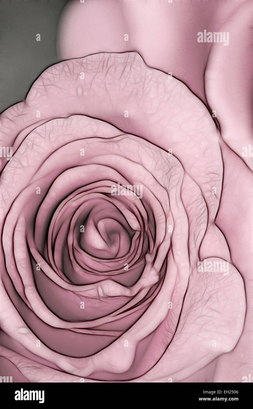 Hybrid Tea Rose Flower Unfolding Stock Photo - Alamy