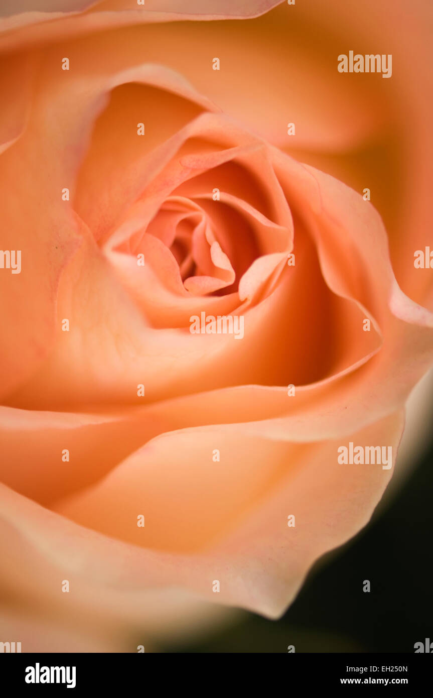 Peach hybrid tea rose flower unfolding Stock Photo - Alamy
