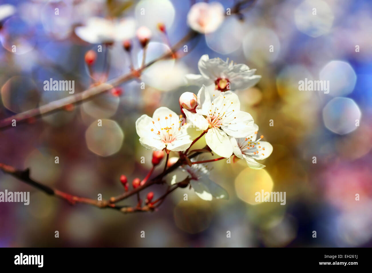 Blooming spring tree branch Stock Photo - Alamy