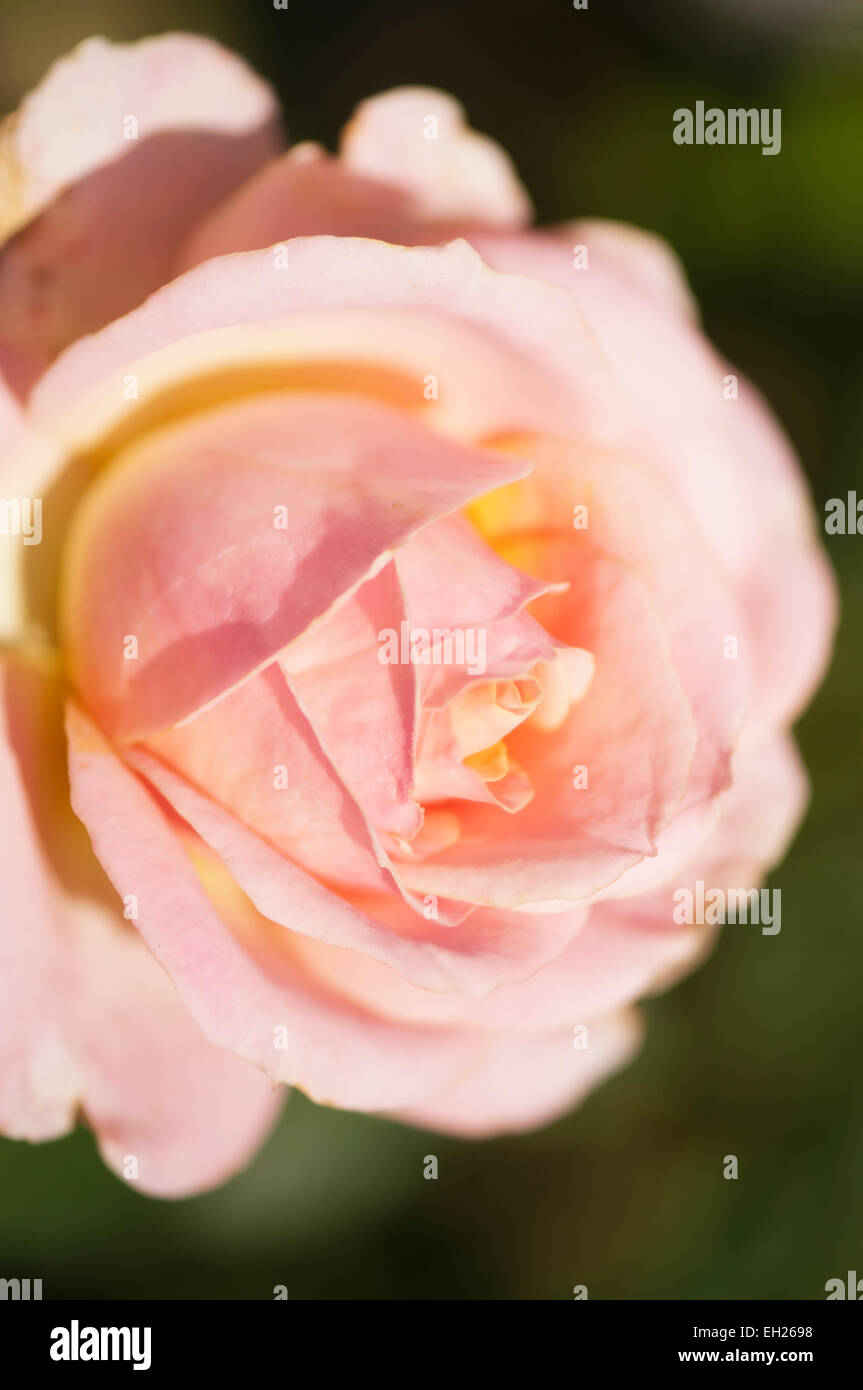Unfolding bud of pink with orange pink reverse hybrid tea rose Elle ...