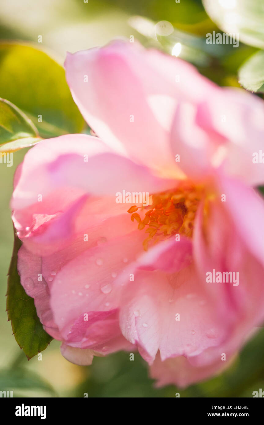 Scented shrub rose hi-res stock photography and images - Alamy