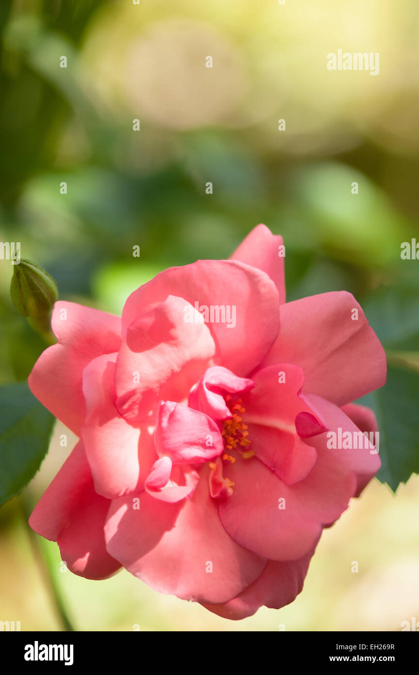 Orange-pink shrub rose Lady Elsie May Stock Photo - Alamy