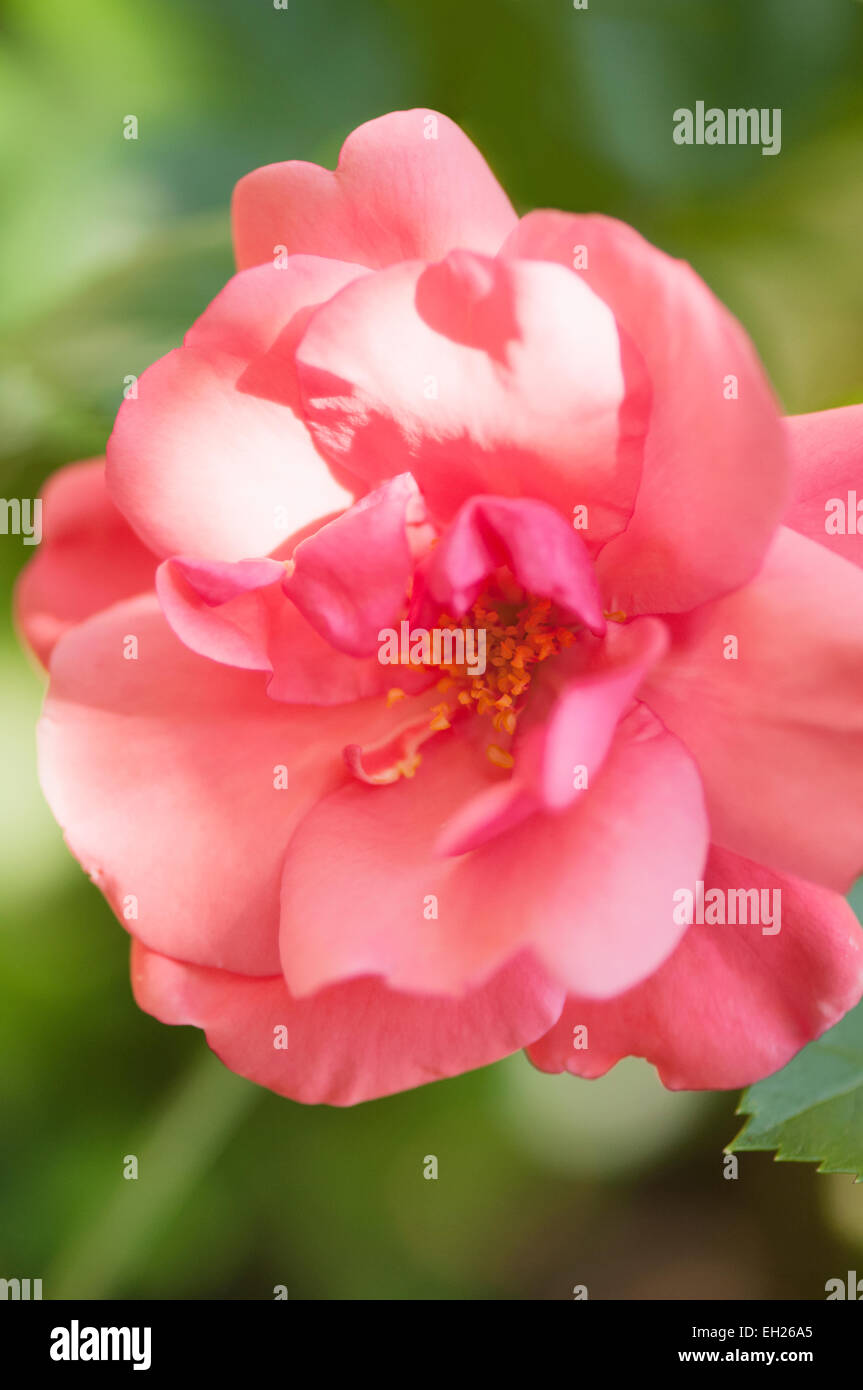 Orange-pink shrub rose Lady Elsie May Stock Photo - Alamy