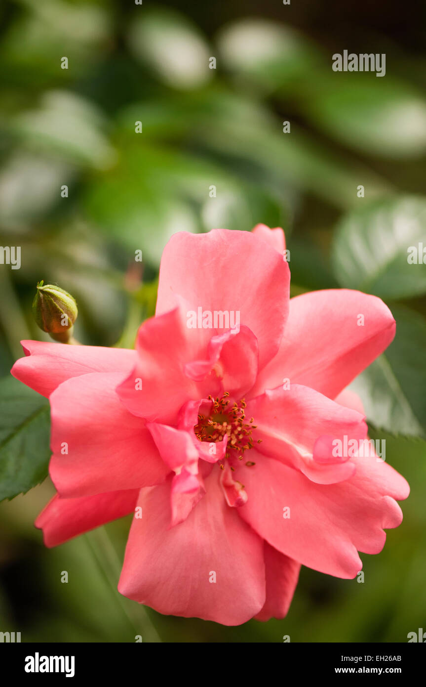 Orange-pink shrub rose Lady Elsie May Stock Photo - Alamy
