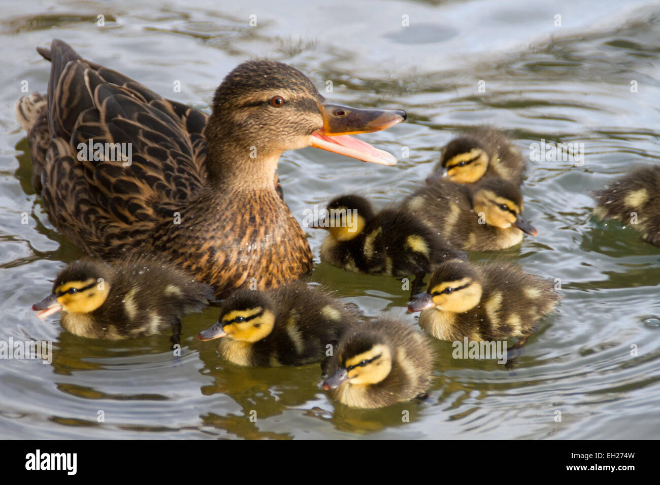 Mother duck and new born ducklings on Wapping canal, London Stock Photo ...