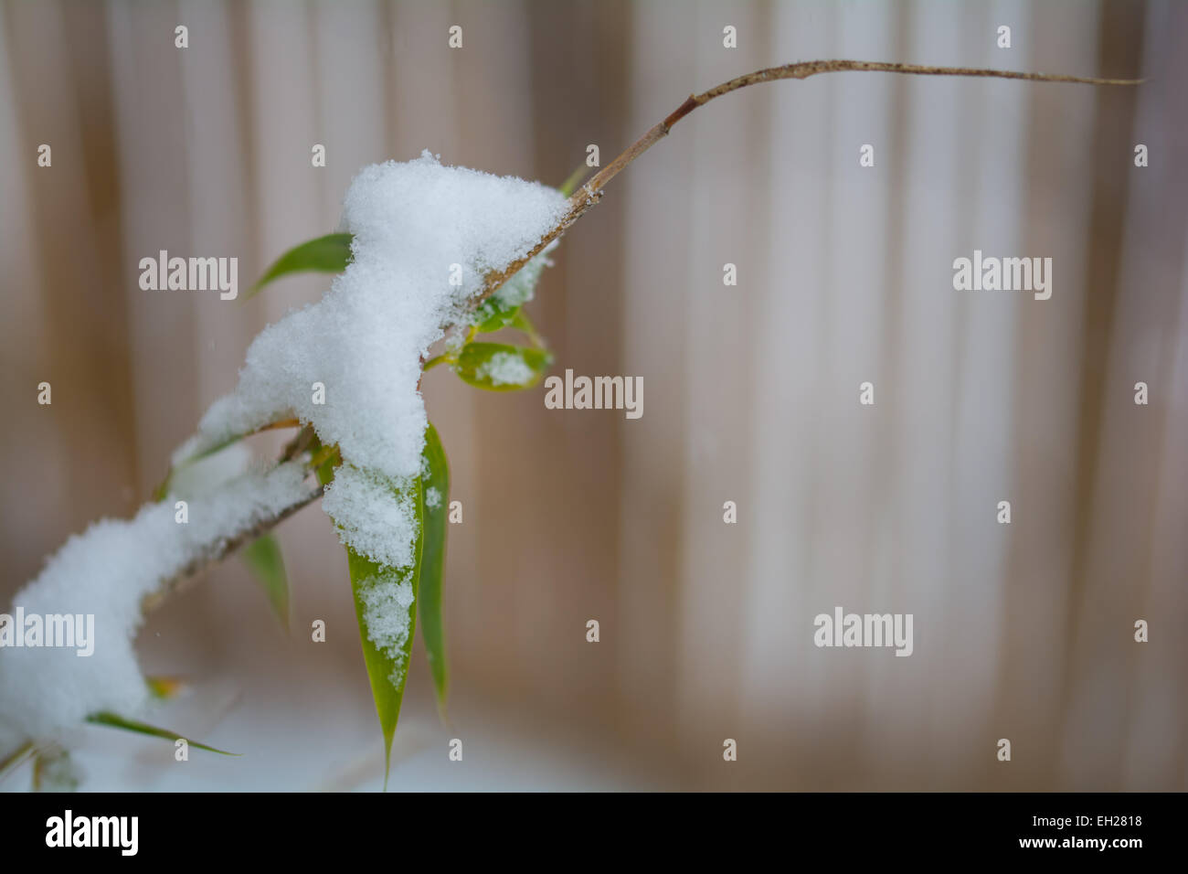 A bamboo plant covered with snow in winter times Stock Photo - Alamy