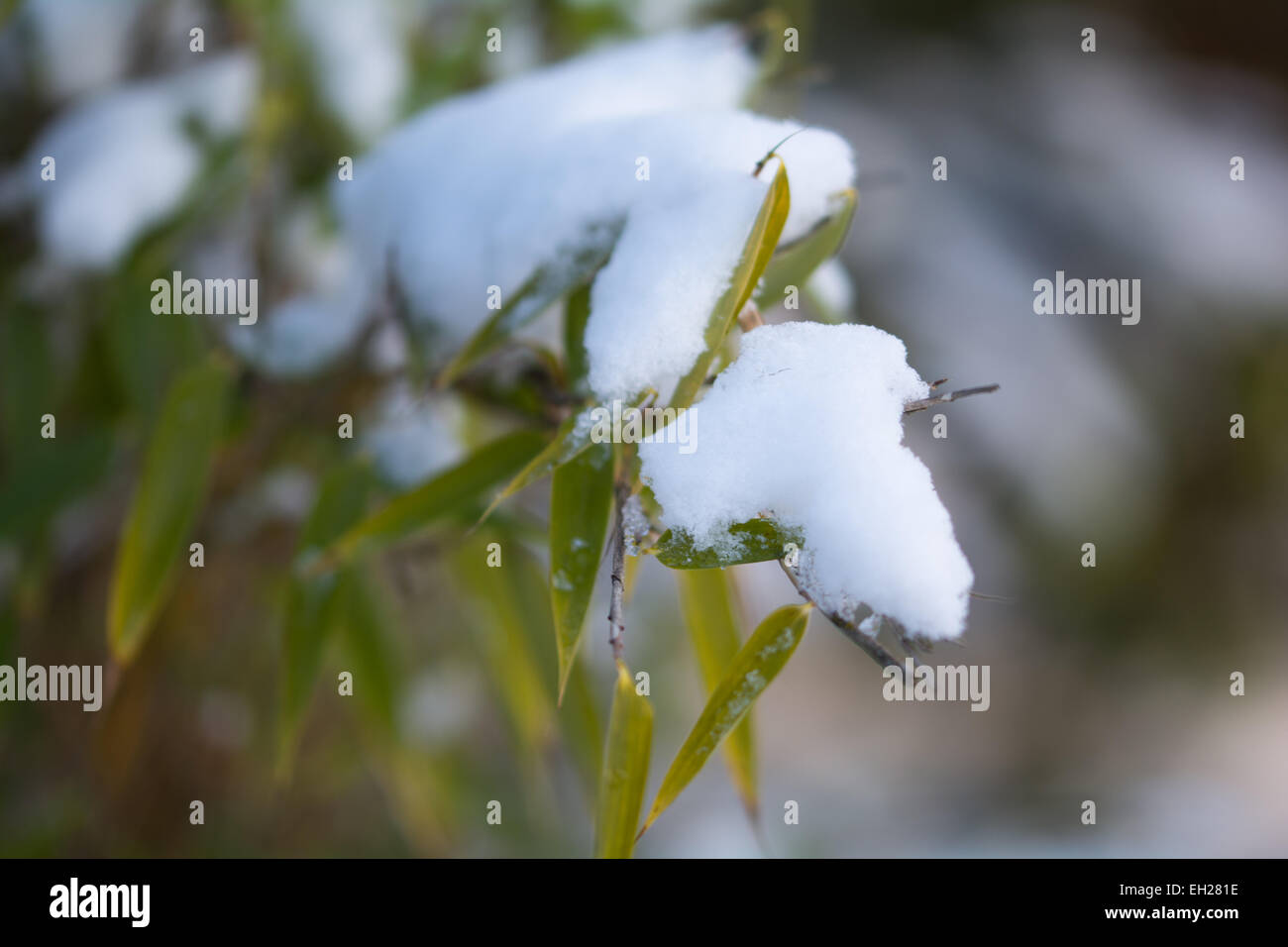 A bamboo plant covered with snow in winter times Stock Photo - Alamy