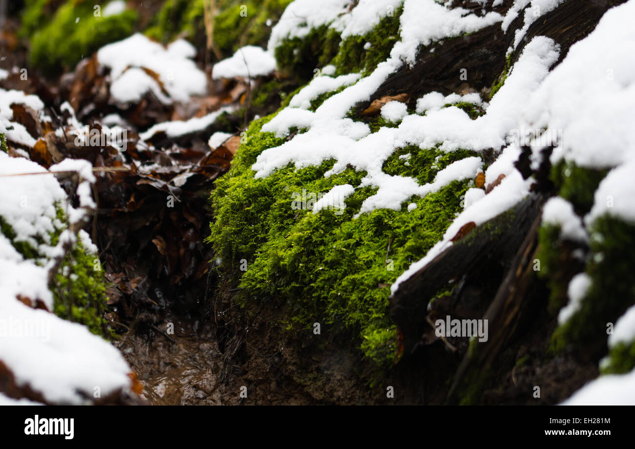 Moss covered branch in winter hi-res stock photography and images - Alamy