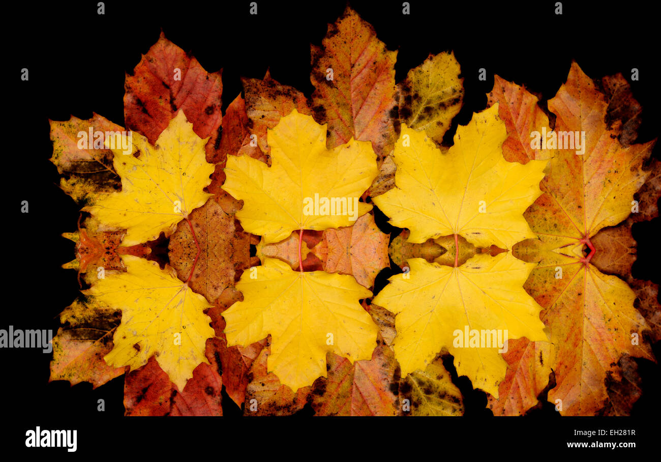 Autumn leaves collage hi-res stock photography and images - Alamy
