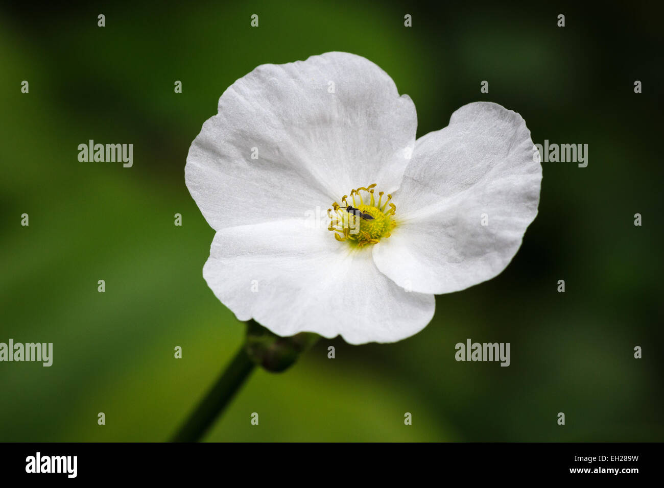 ant on flower Stock Photo - Alamy
