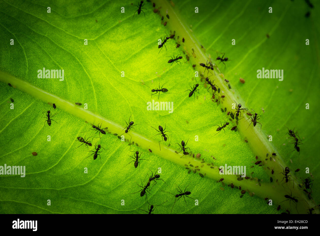 Many ant on leaf Stock Photo - Alamy