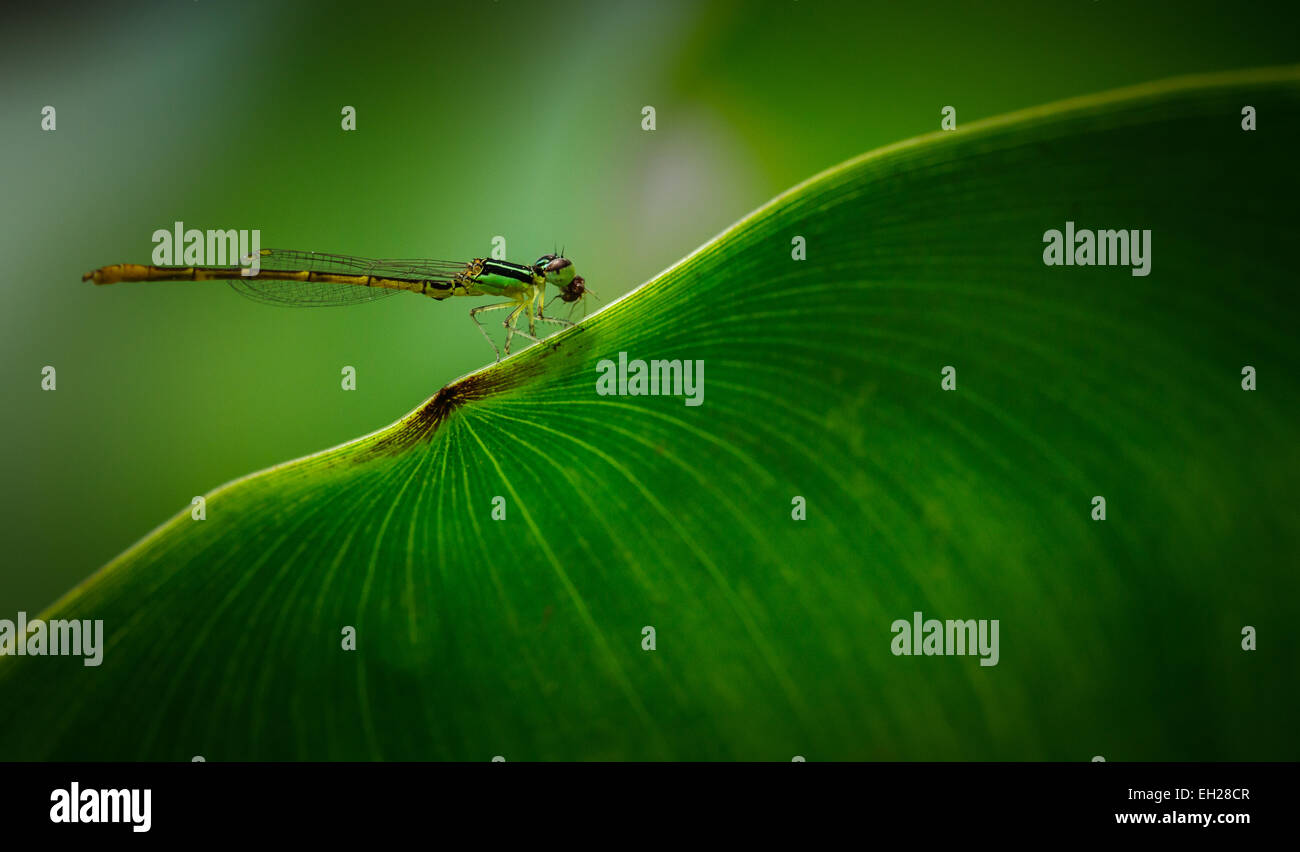dragonfly in nature Stock Photo - Alamy