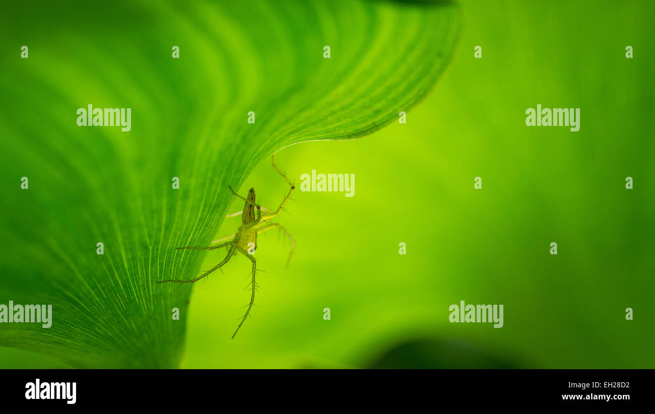 Little spider hi-res stock photography and images - Alamy