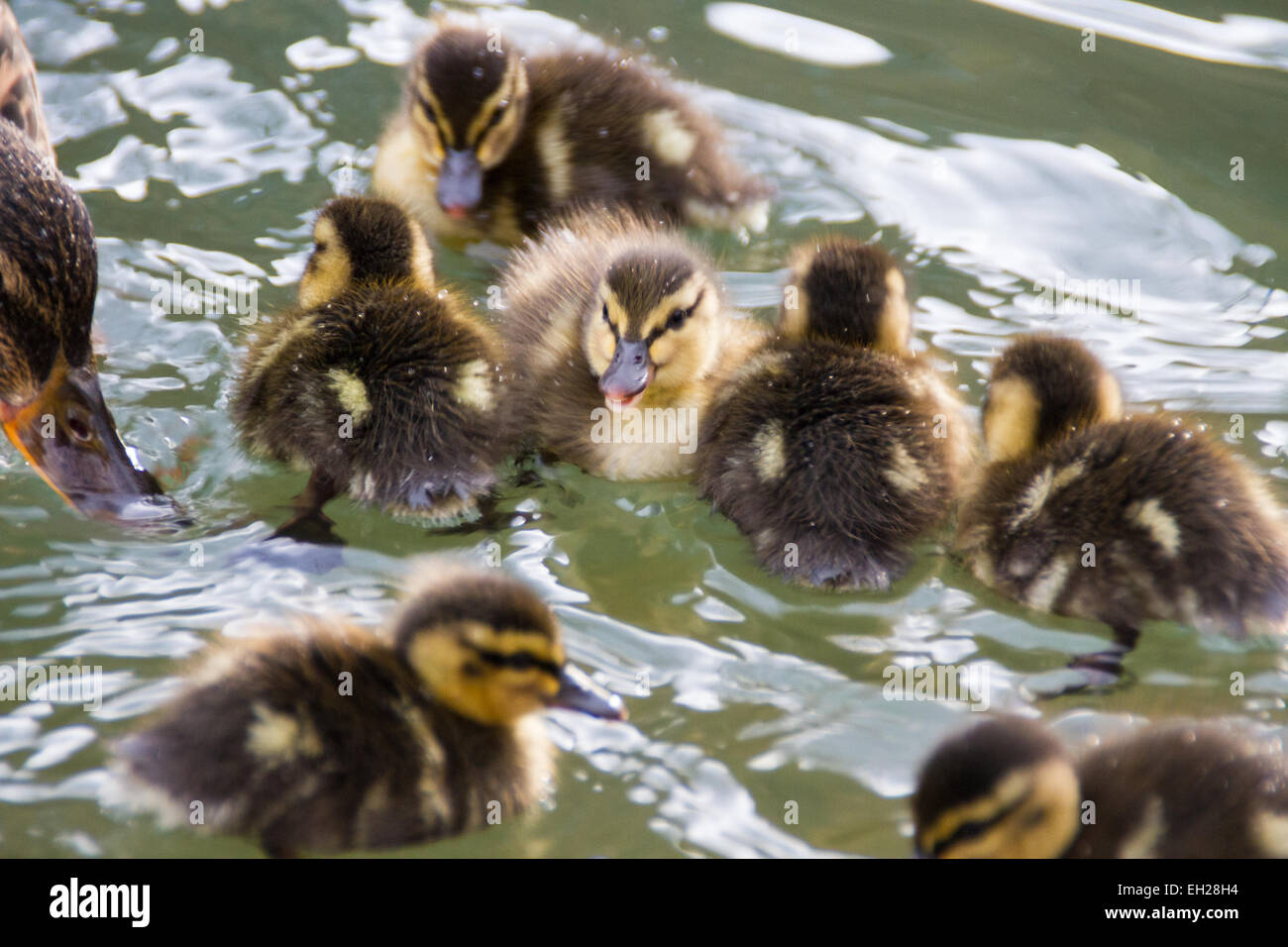 Mother duck and new born ducklings on Wapping canal, London Stock Photo ...