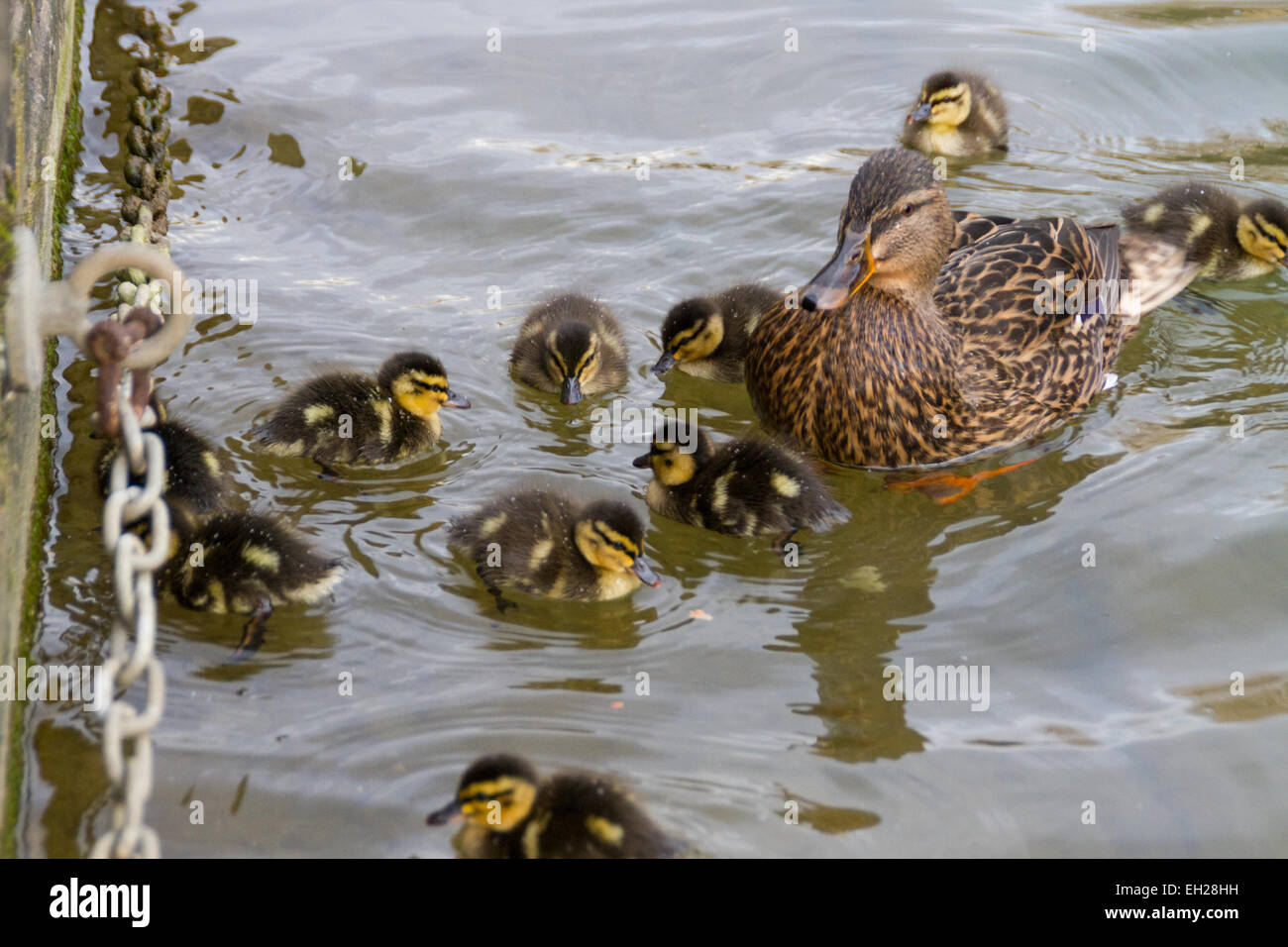 Mother duck and new born ducklings on Wapping canal, London Stock Photo ...
