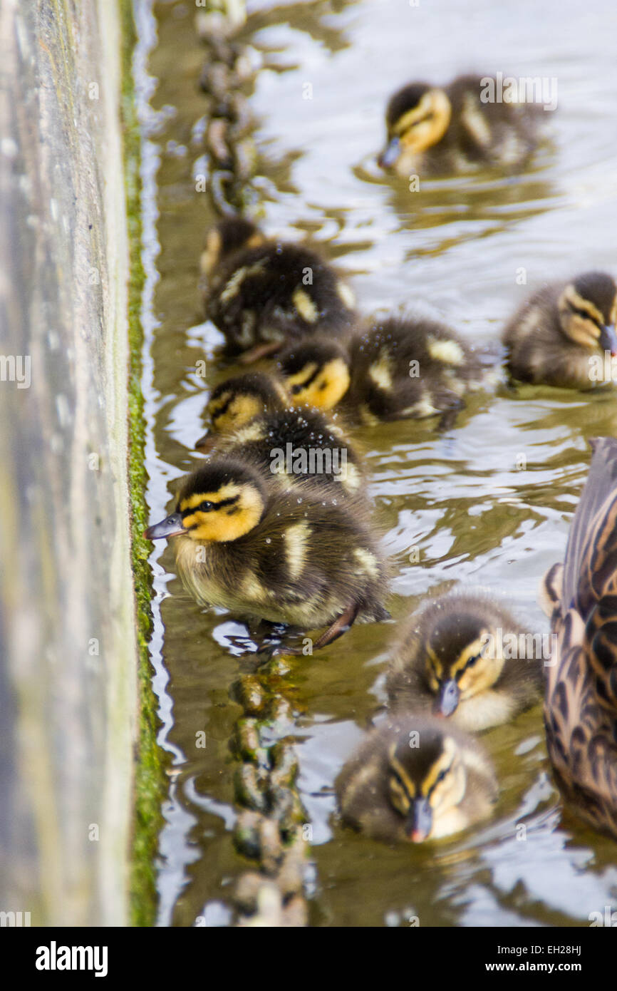 Mother duck and new born ducklings on Wapping canal, London Stock Photo ...
