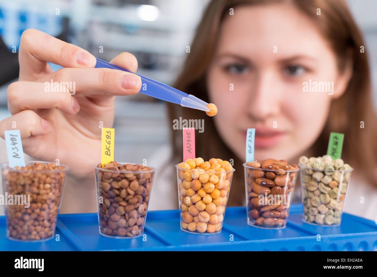 girl in the laboratory of food quality tests legumes grain Stock Photo ...