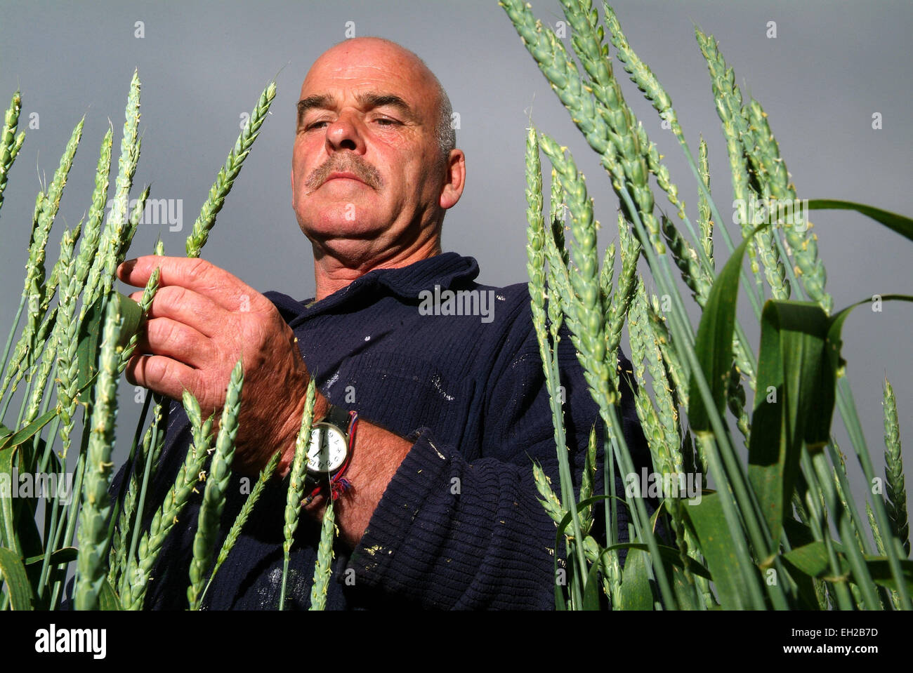 Sharpham park hi-res stock photography and images - Alamy