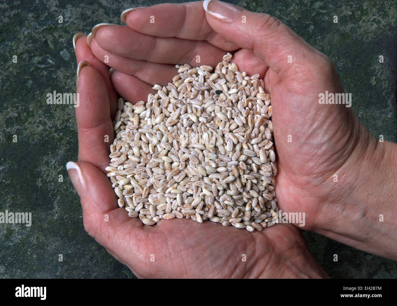 Spelt being grown in fields hi-res stock photography and images - Alamy