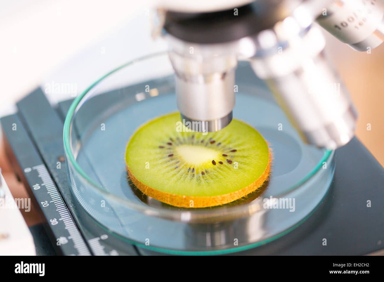 kiwi fruit in a laboratory microscope Stock Photo - Alamy
