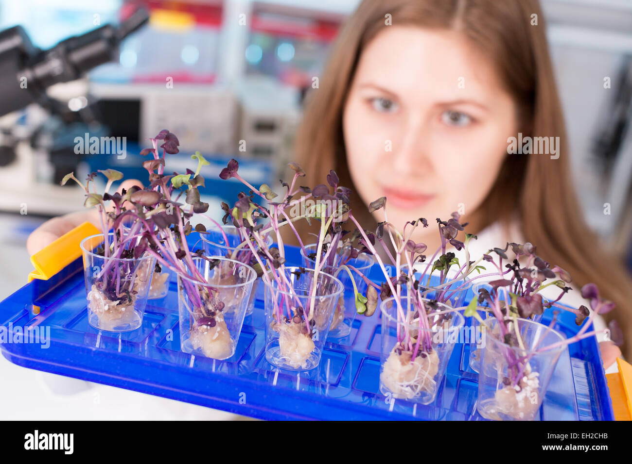 Genetically modified crops lab hi-res stock photography and images - Alamy