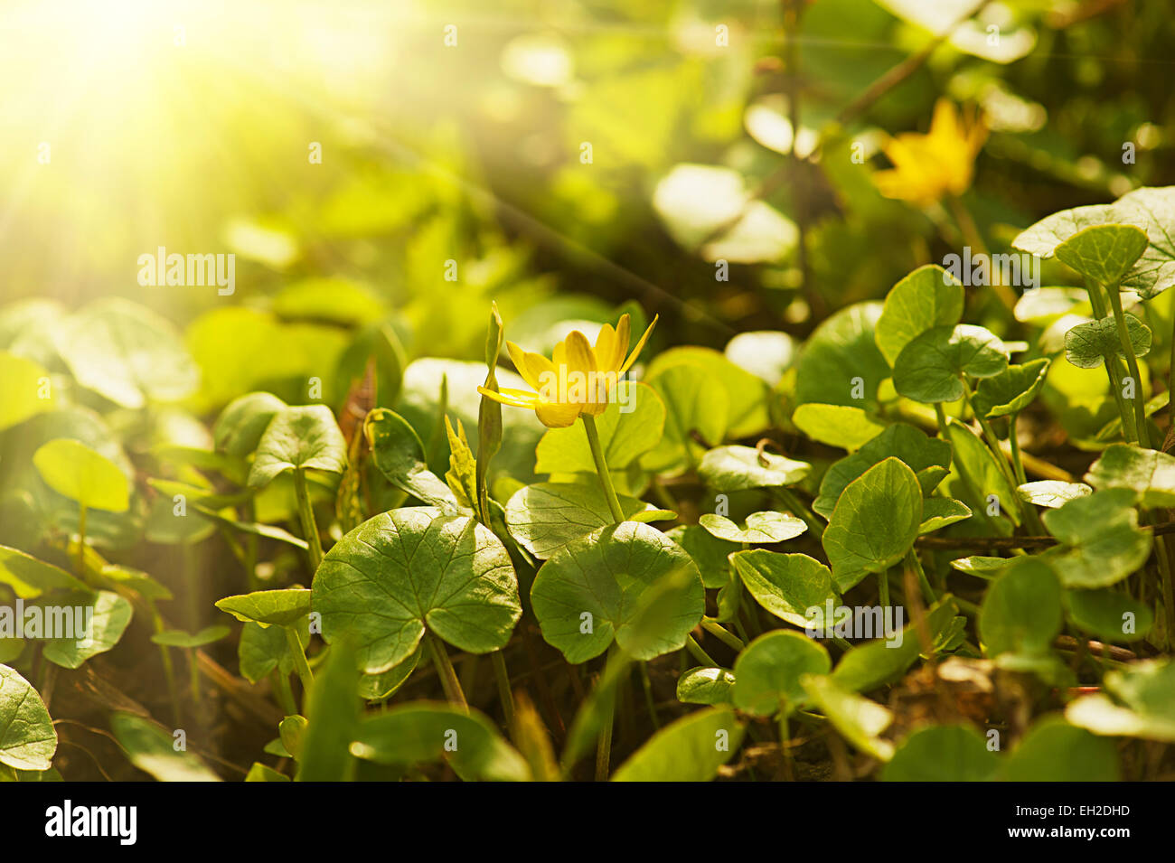 Spring yellow flower Stock Photo - Alamy