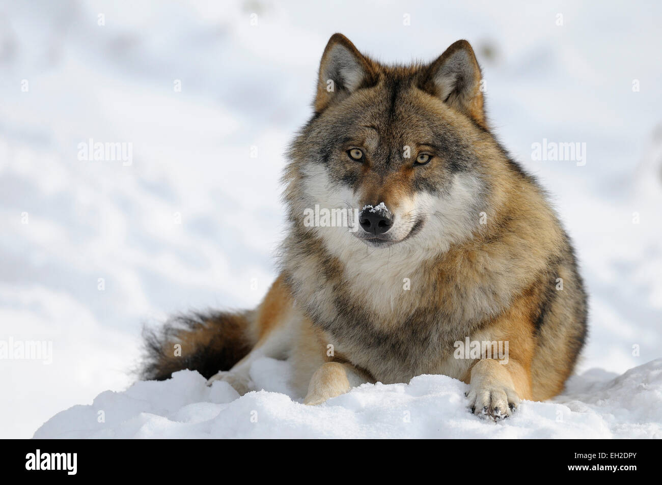 Wolf, Bavarian Forest National Park, Bavaria, Germany Stock Photo - Alamy