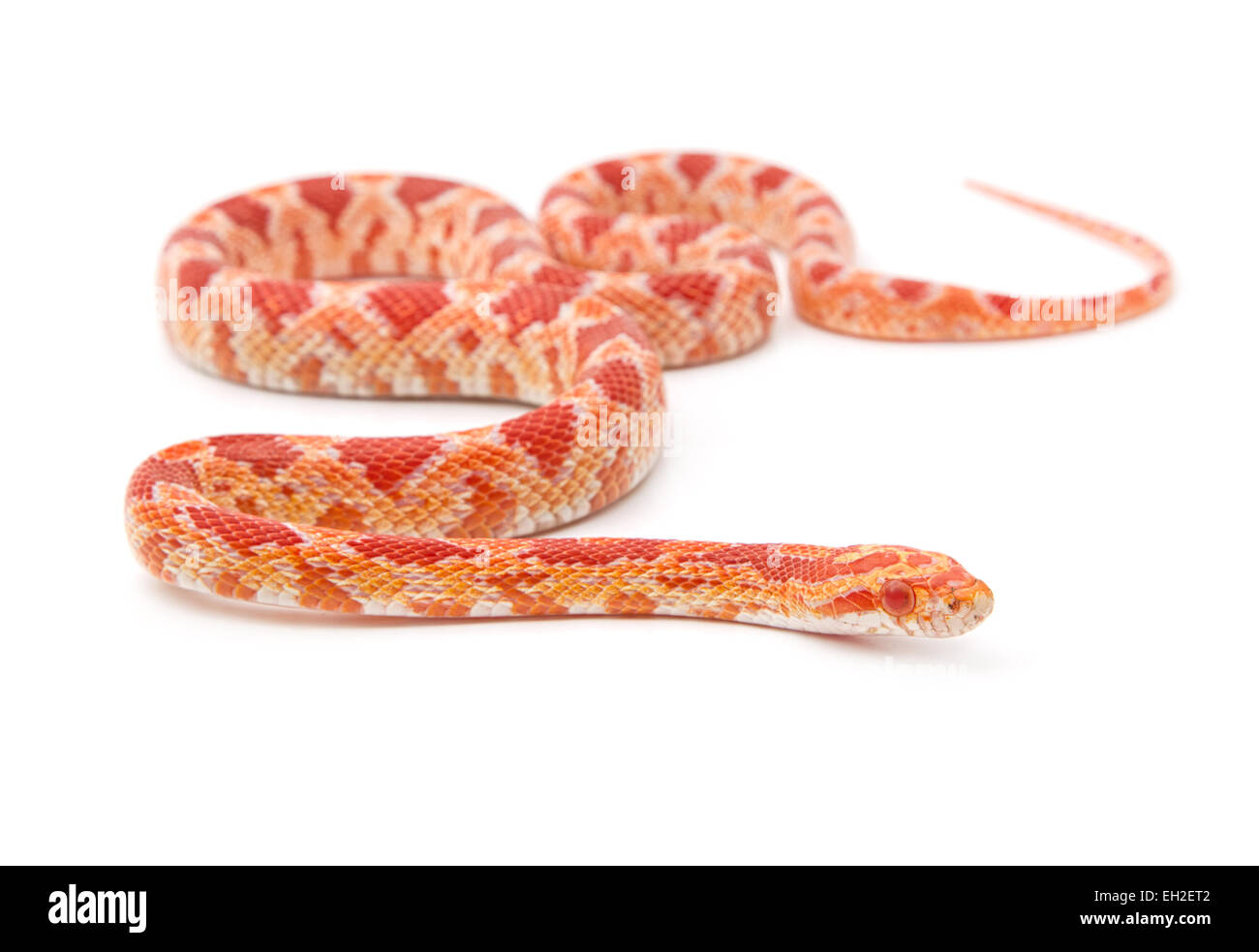 Corn snake hi-res stock photography and images - Alamy