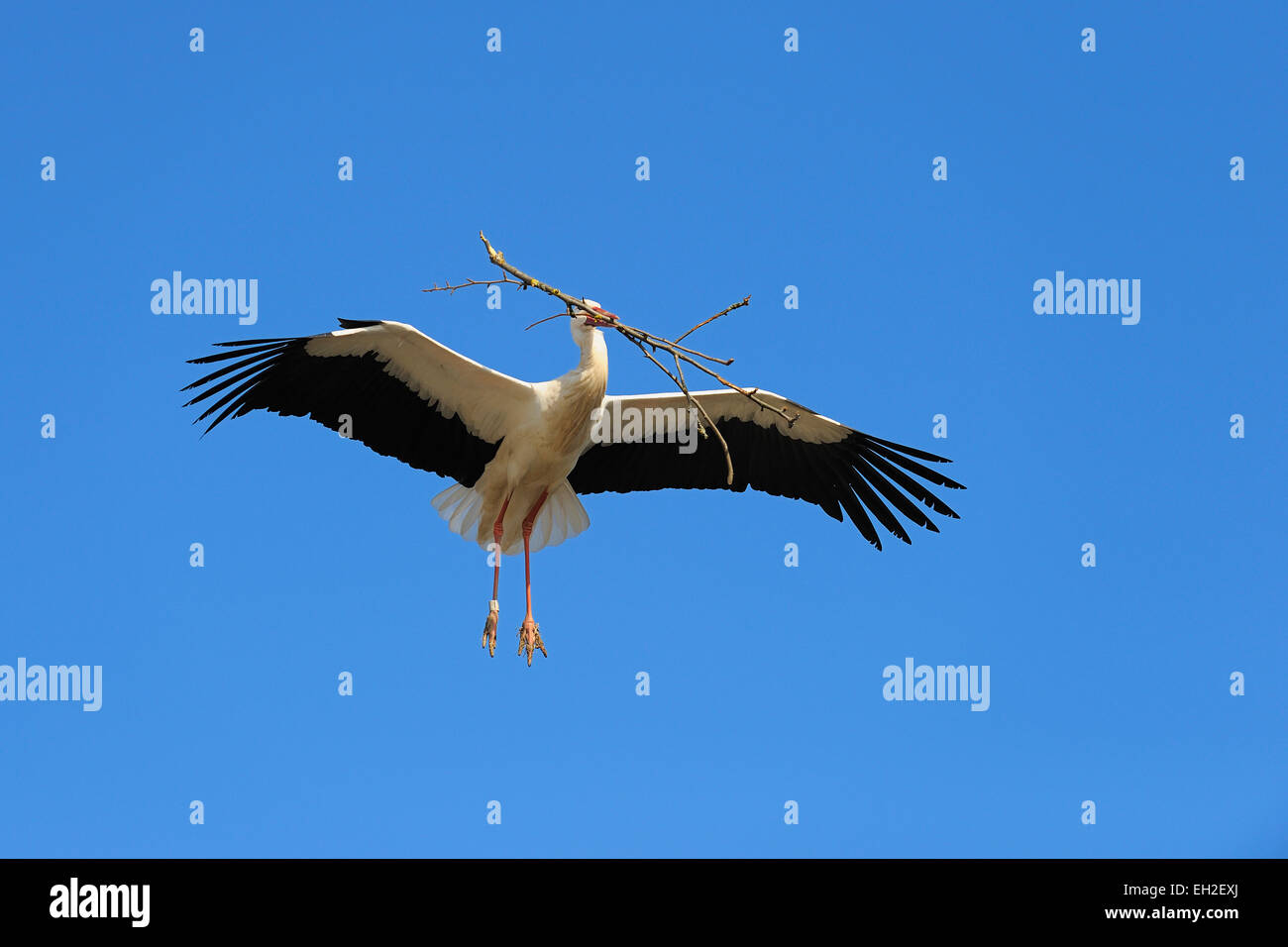 White Stork Flying Stock Photo - Alamy