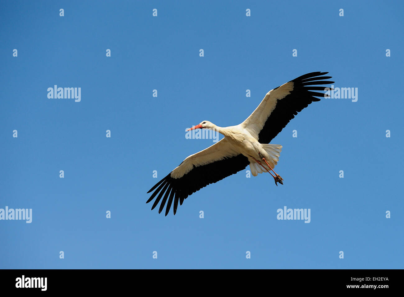 White Stork Flying Stock Photo - Alamy