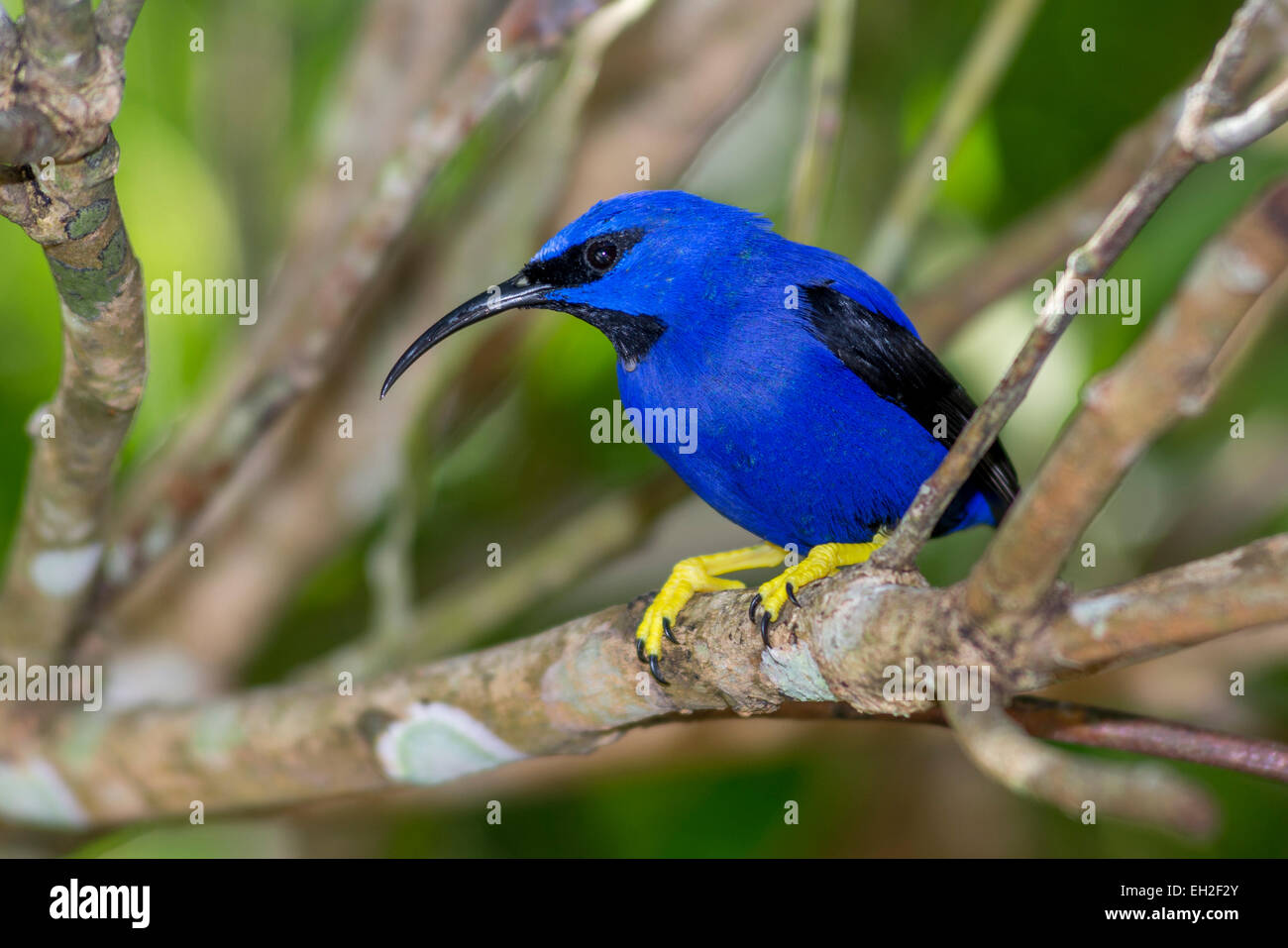 honeysucker in a tree Stock Photo - Alamy