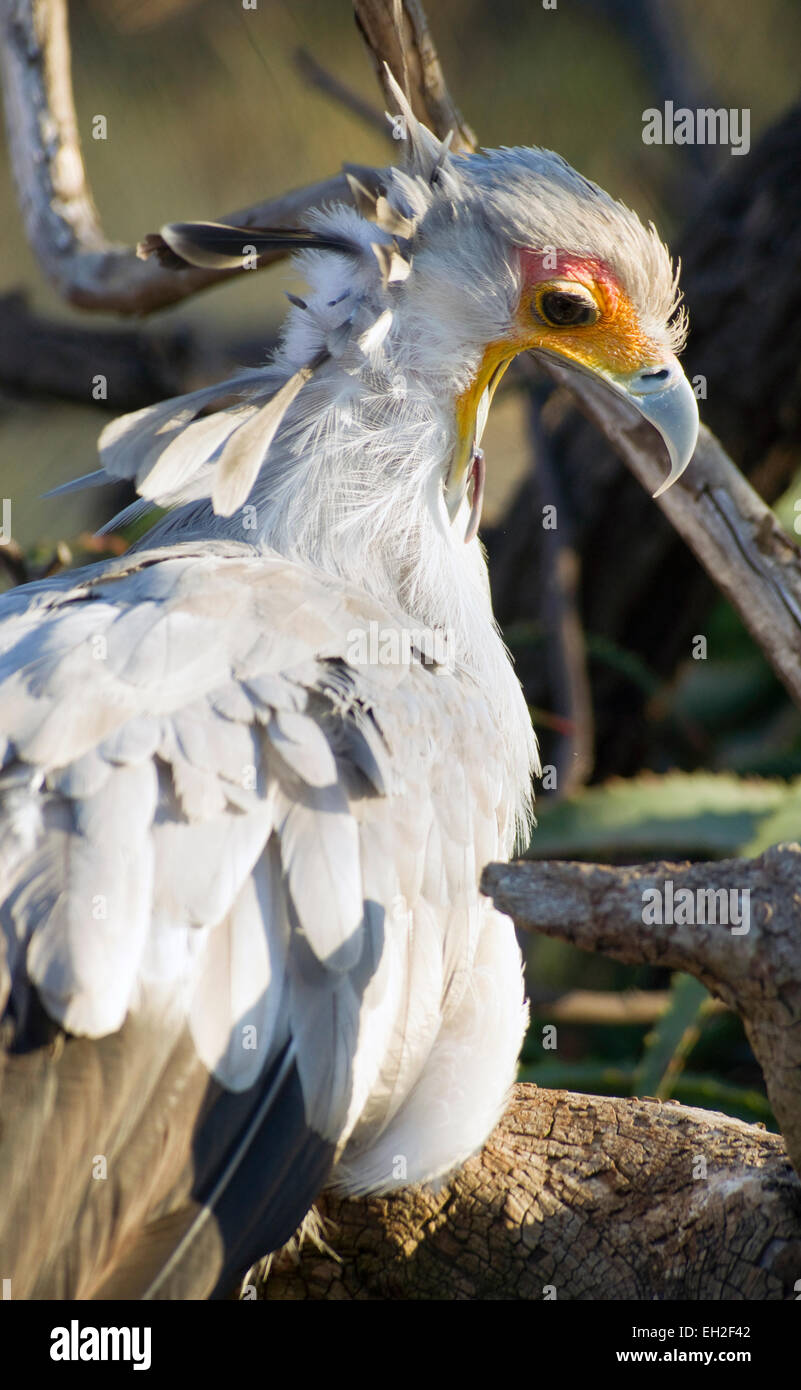 Large bird called Secretary looks back with the sun in his eye Stock ...