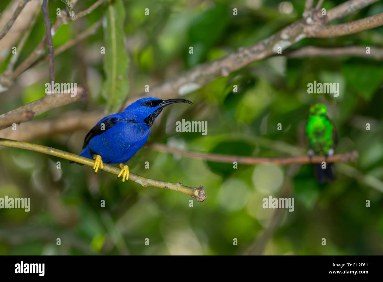 Honeysucker bird hi-res stock photography and images - Alamy