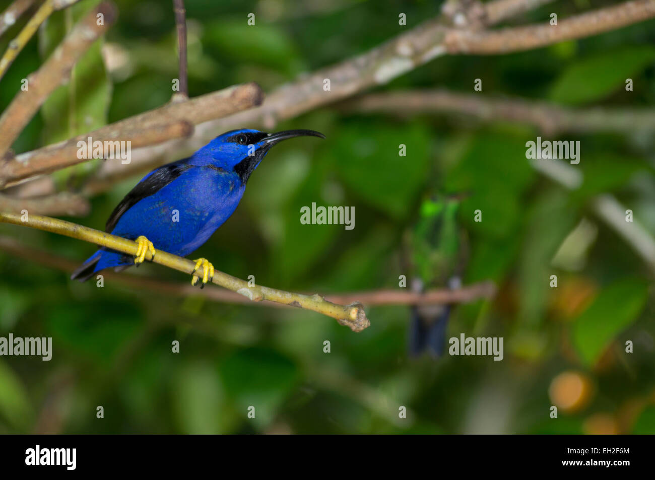 Honeysucker bird hi-res stock photography and images - Alamy