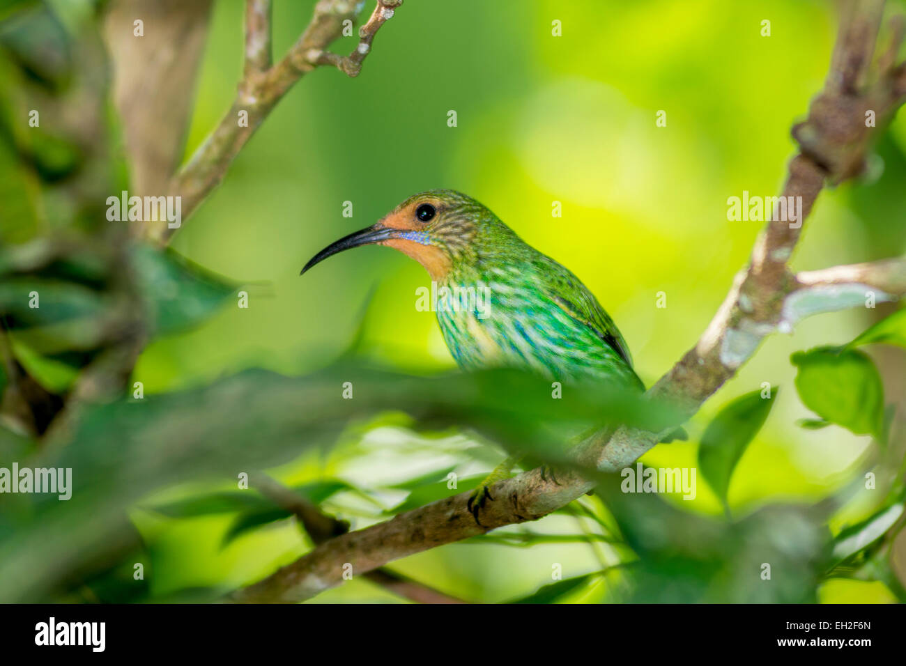 Honeysucker hi-res stock photography and images - Alamy