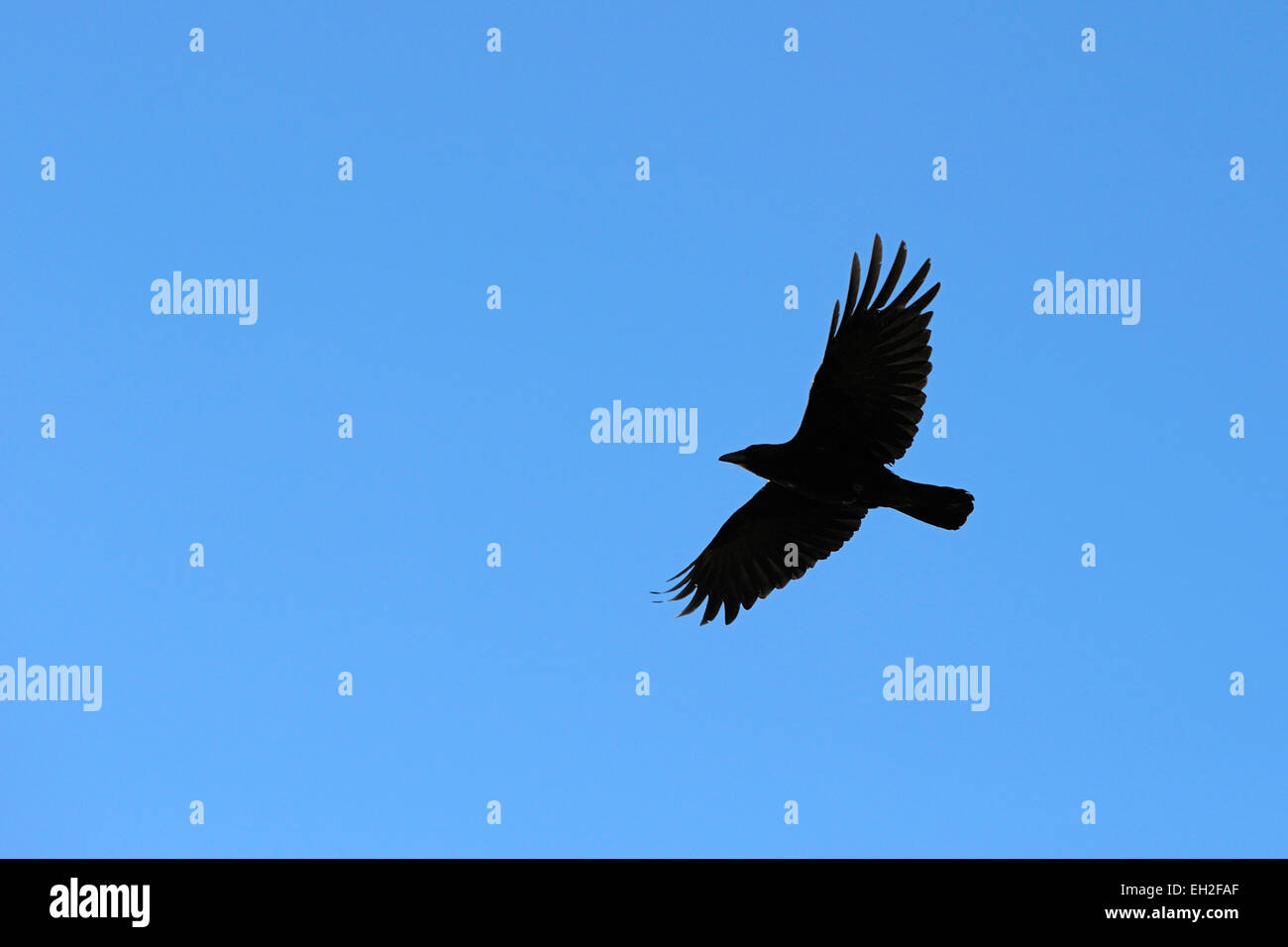 Blue isolated germany german federal hi-res stock photography and ...