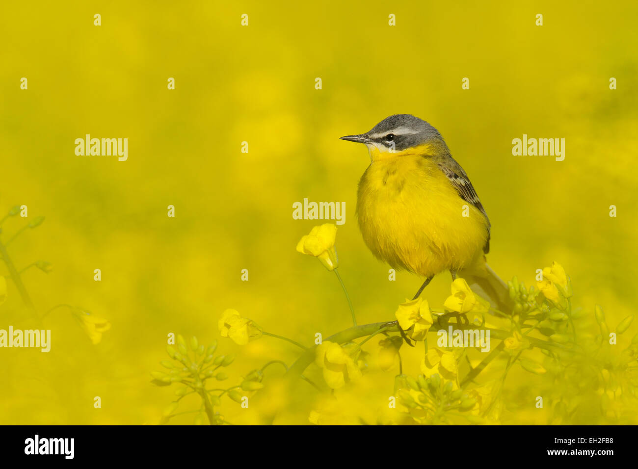 Yellow Wagtail in Canola Field, Hesse, Germany Stock Photo - Alamy