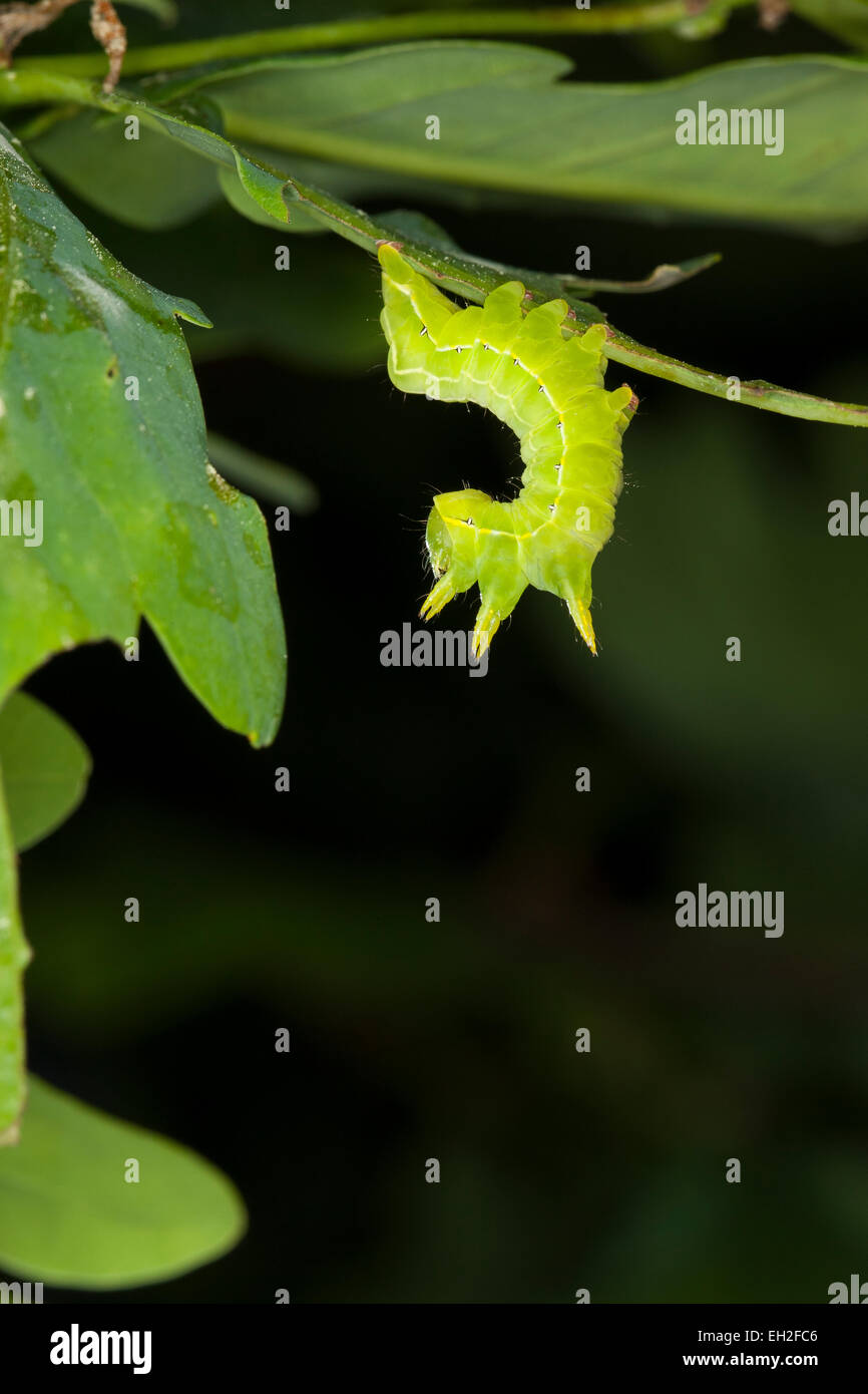 Sprawler, caterpillar, Sphinxeule, Sphinx-Eule, Herbst-Rauhaareule ...