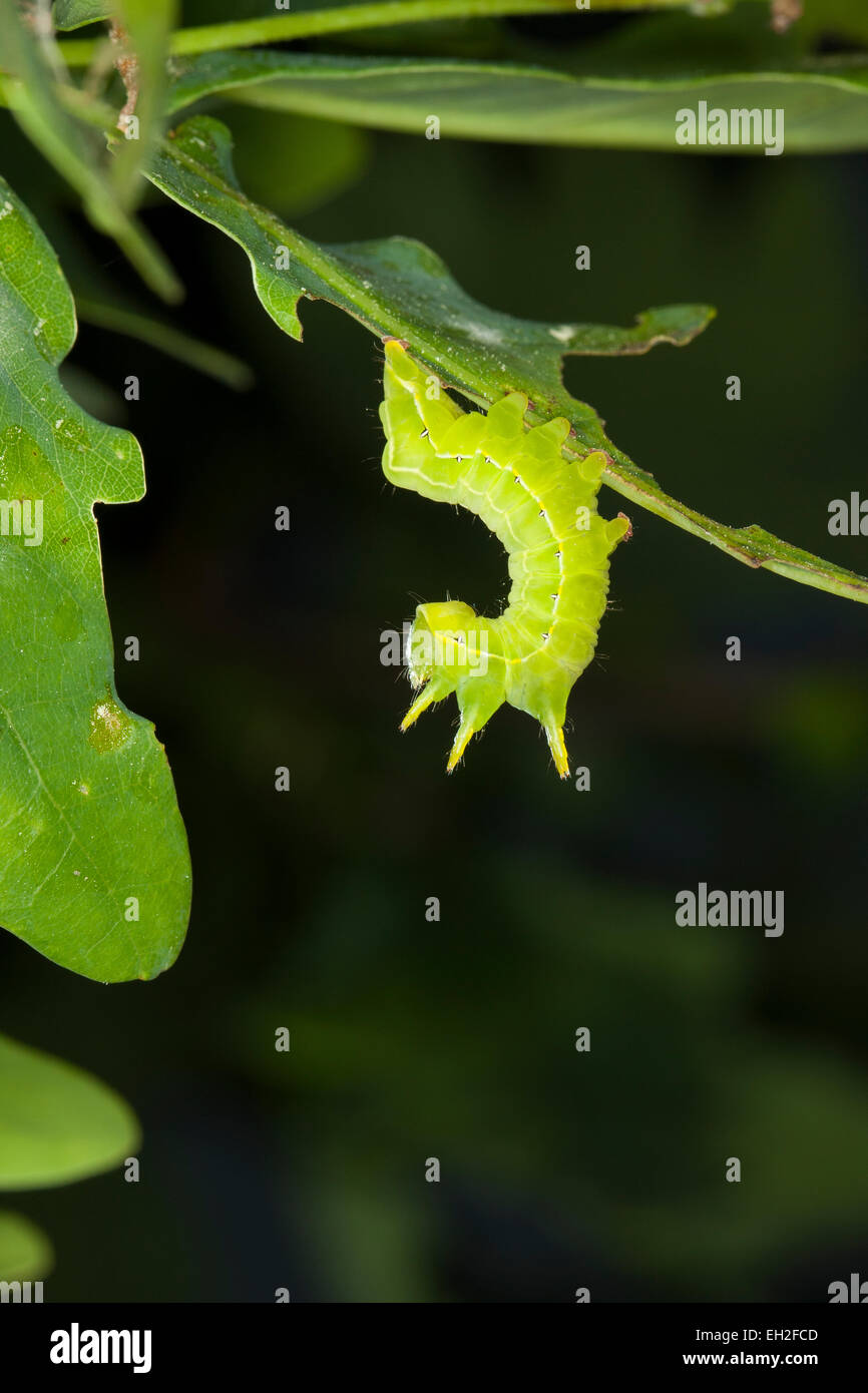 Sprawler, caterpillar, Sphinxeule, Sphinx-Eule, Herbst-Rauhaareule ...