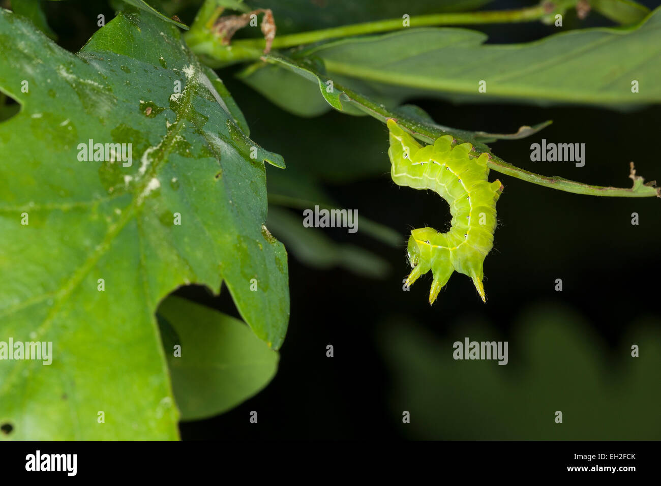 Sprawler moth caterpillar hi-res stock photography and images - Alamy